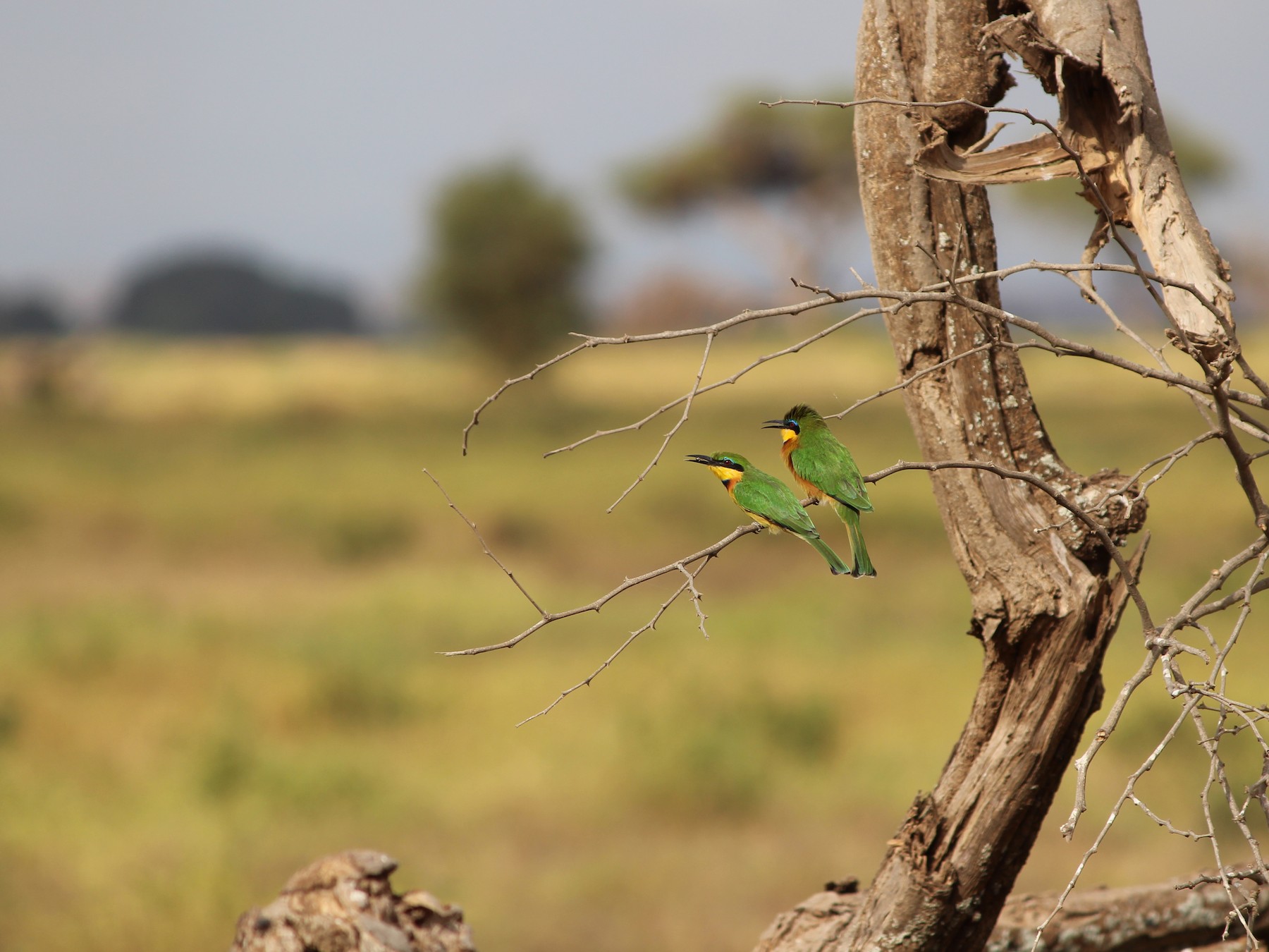 Little Bee-eater - eBird