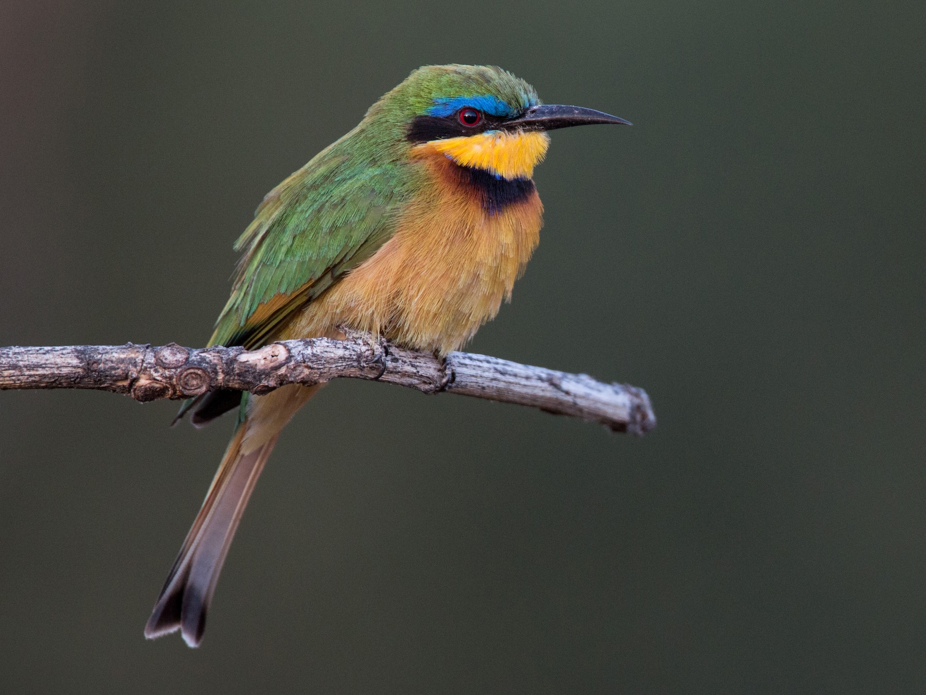 Little Bee Eater