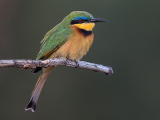Little Bee-eater - eBird