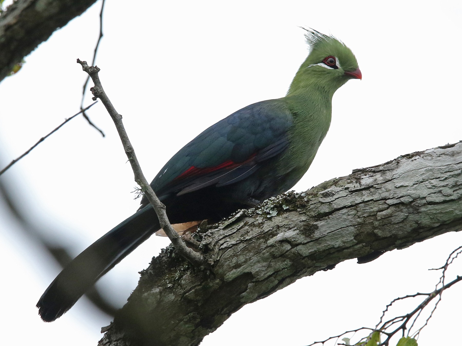 Livingstone's Turaco - eBird
