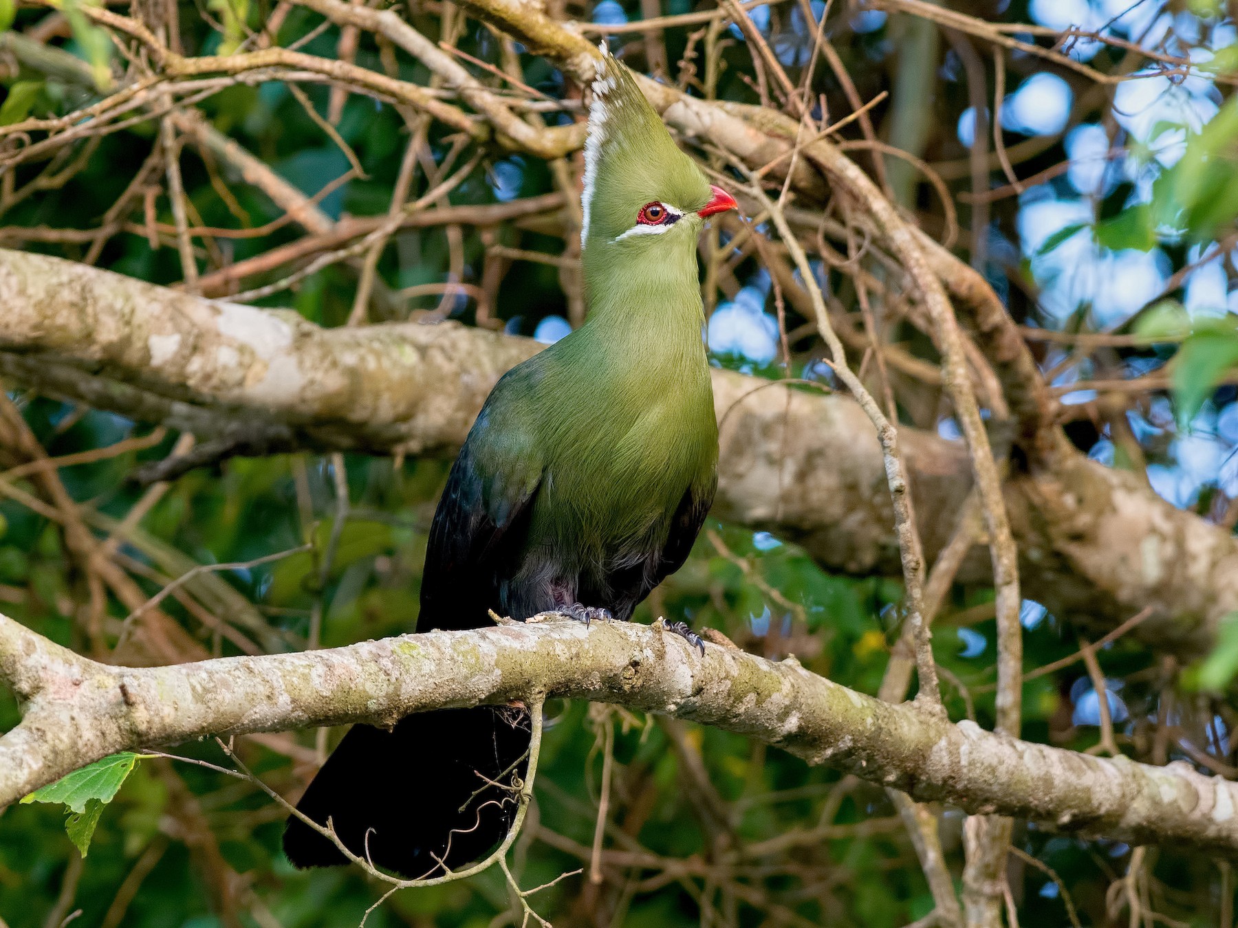 Livingstone's Turaco - eBird