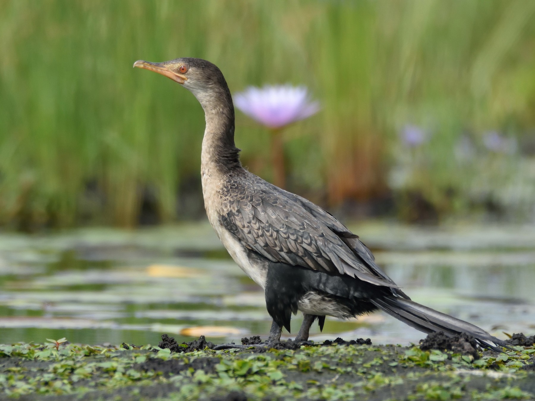 Cormorán Africano - eBird