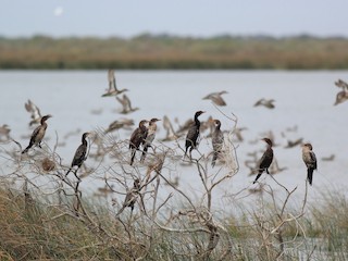 Reed Cormorant - eBird