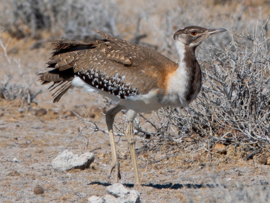 Ludwig's Bustard - eBird