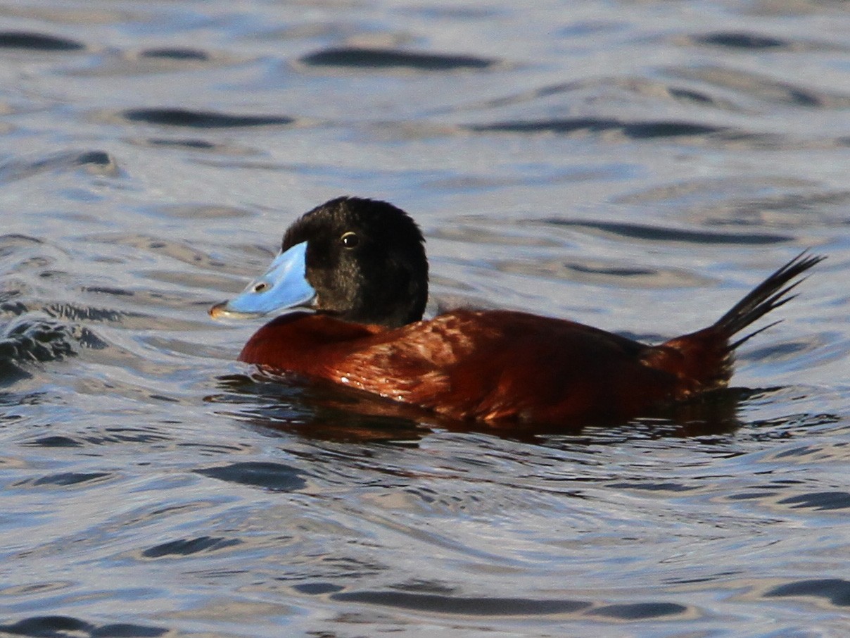 Maccoa Duck - eBird