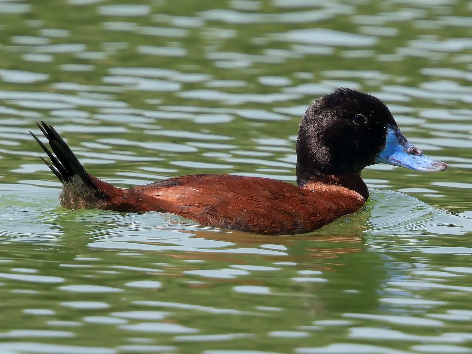 Maccoa Duck - eBird