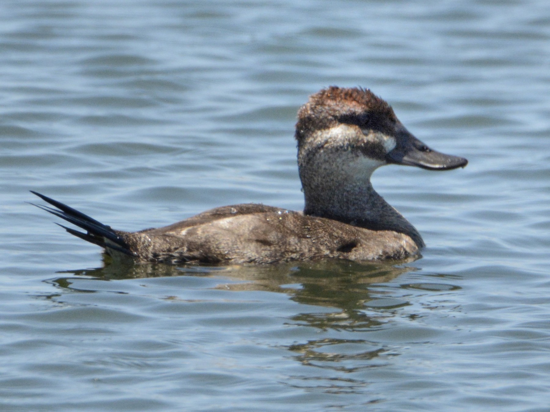 Maccoa Duck - eBird