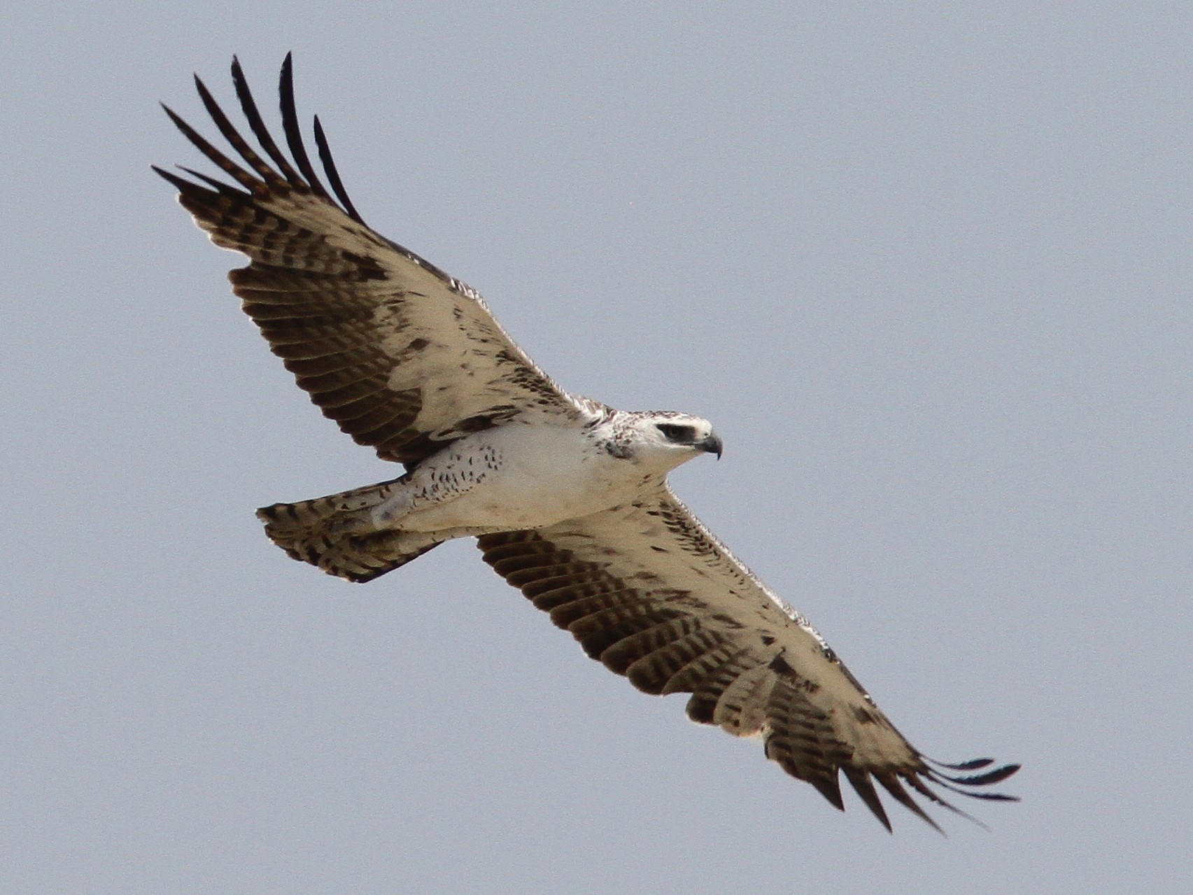 Martial Eagle - eBird
