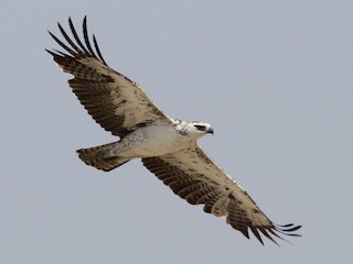 Martial Eagle - eBird