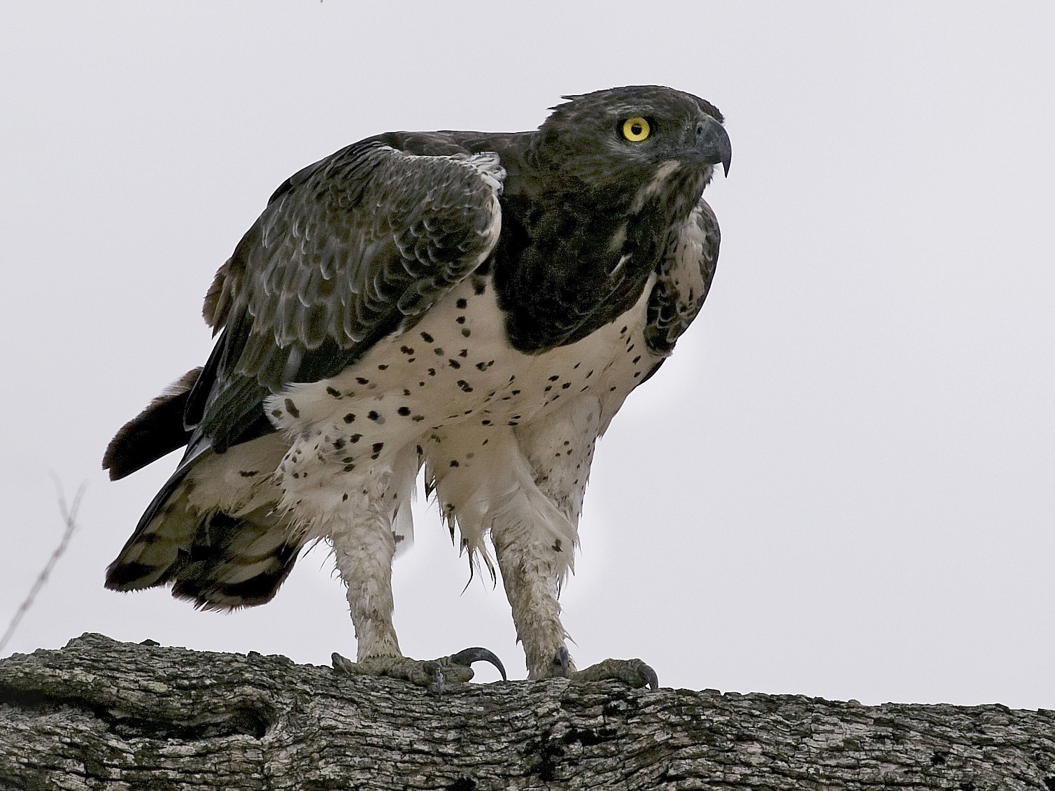 Martial Eagle - eBird