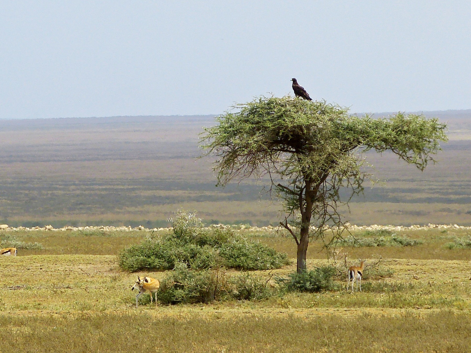 Martial Eagle - eBird