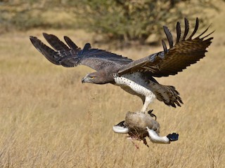 Martial Eagle - eBird