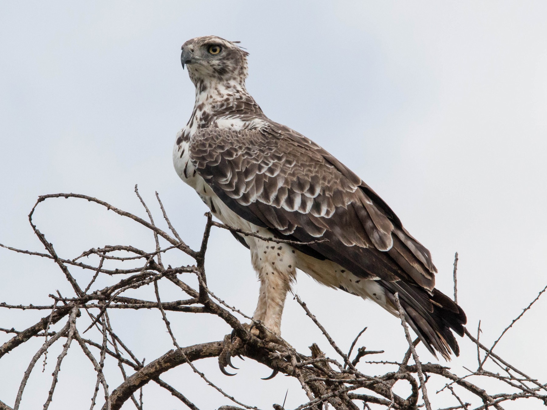 Martial Eagle - eBird