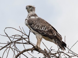 Martial Eagle - eBird