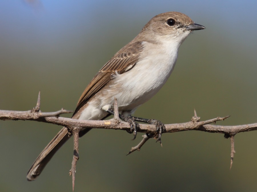 Marico Flycatcher - eBird