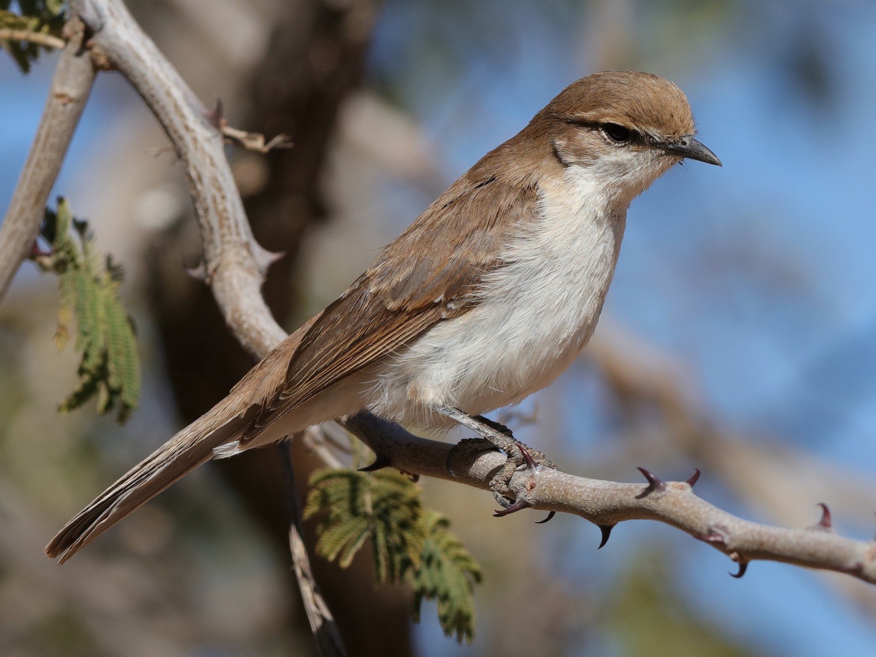 Marico Flycatcher - eBird
