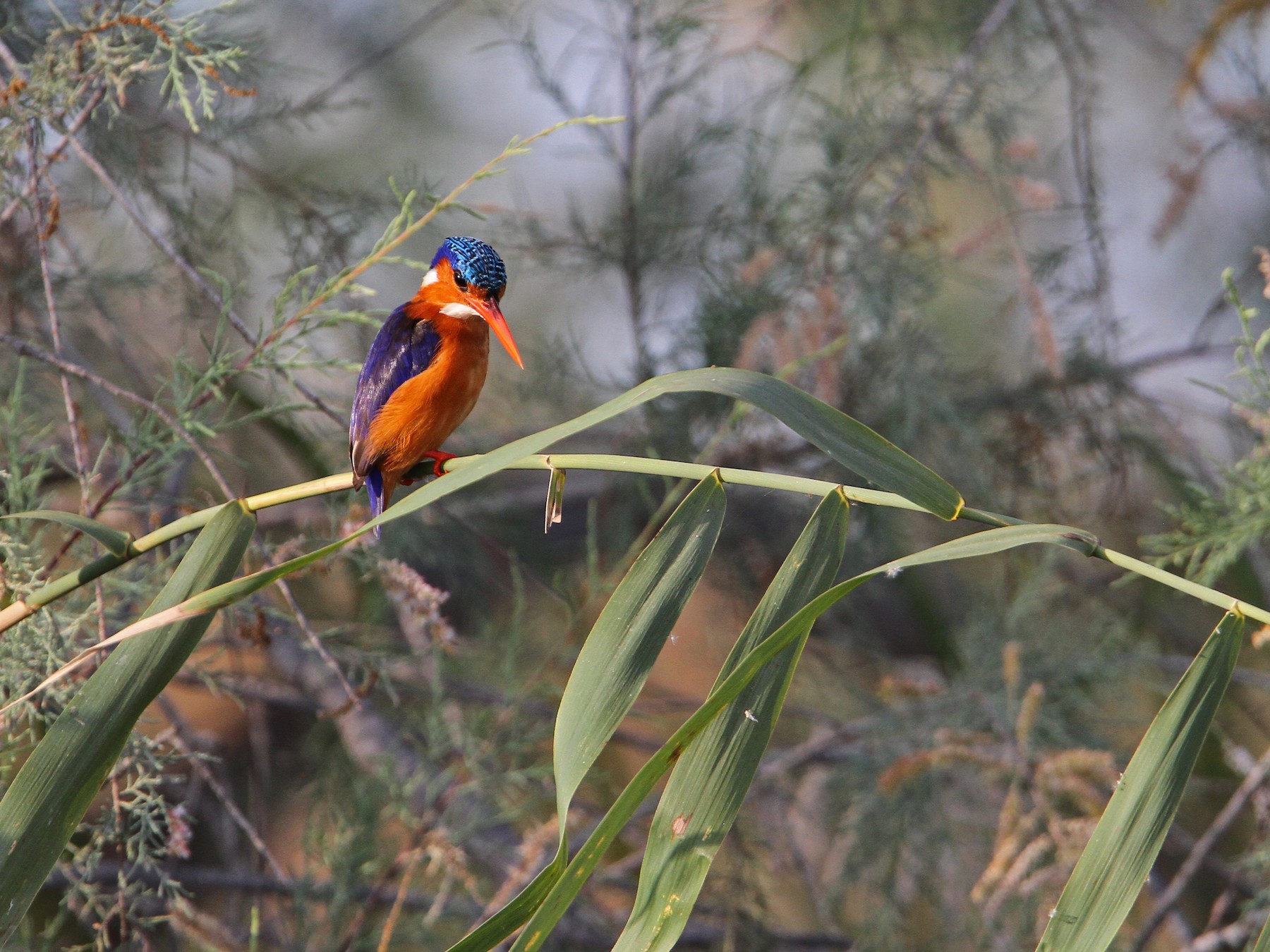 Malachietijsvogel - eBird