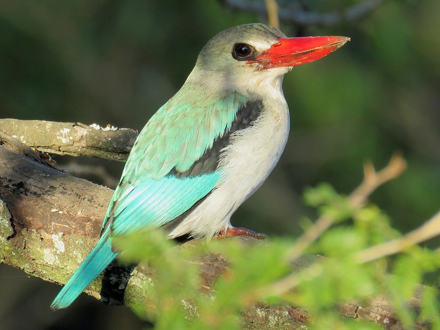 Mangrove Kingfisher - eBird