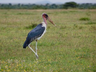 Marabou Stork - eBird