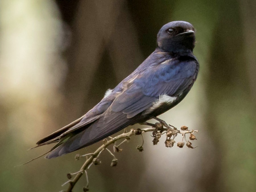 Montane Blue Swallow - eBird
