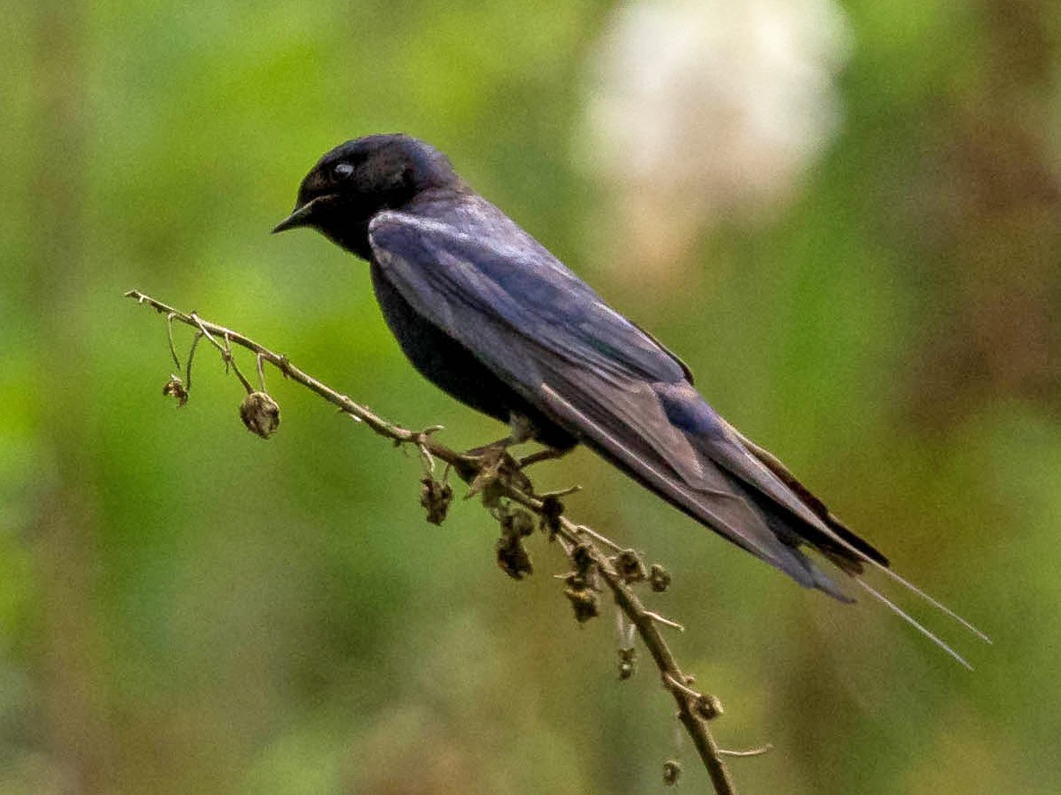 Montane Blue Swallow - eBird