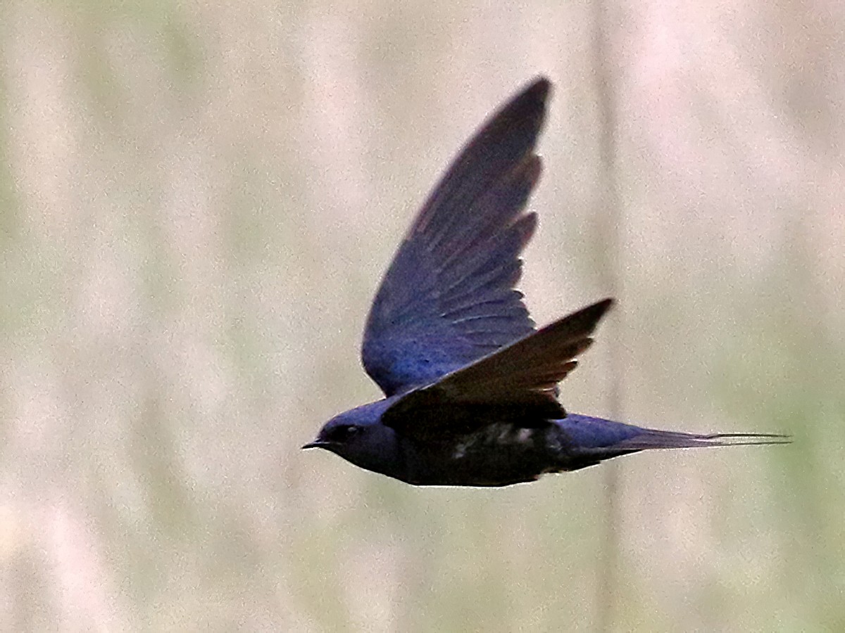 Montane Blue Swallow - eBird