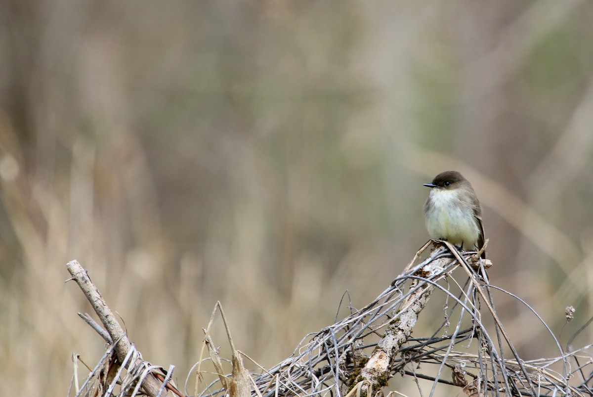 Maryland-DC Breeding Bird Atlas Checklist - 26 Mar 2020 - Susquehanna ...