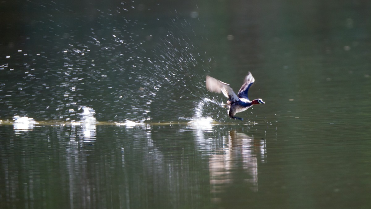 eBird Checklist - 25 Apr 2010 - Singapore Quarry at Dairy Farm Nature ...