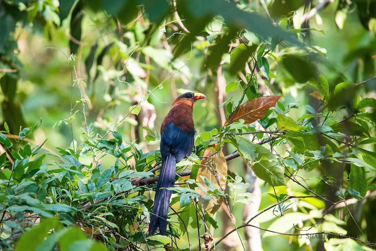 Yellow-billed Malkoha - Rhamphococcyx calyorhynchus - Birds of the World