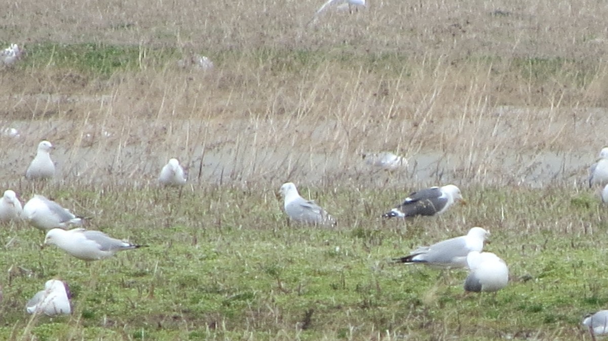 eBird Checklist - 29 Mar 2020 - Jones Bridge & Perry Rd. area ...