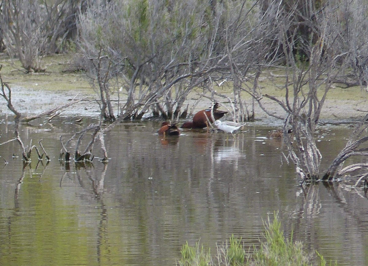 eBird Checklist - 29 Mar 2020 - Kern NWR - 48 species