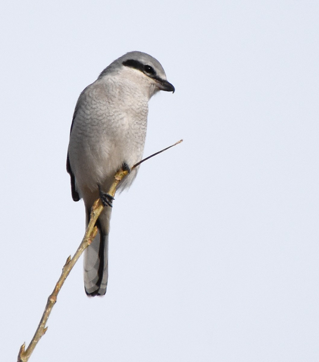 eBird Checklist - 7 Dec 2015 - Tamarack Ranch SWA - 39 species (+7 ...