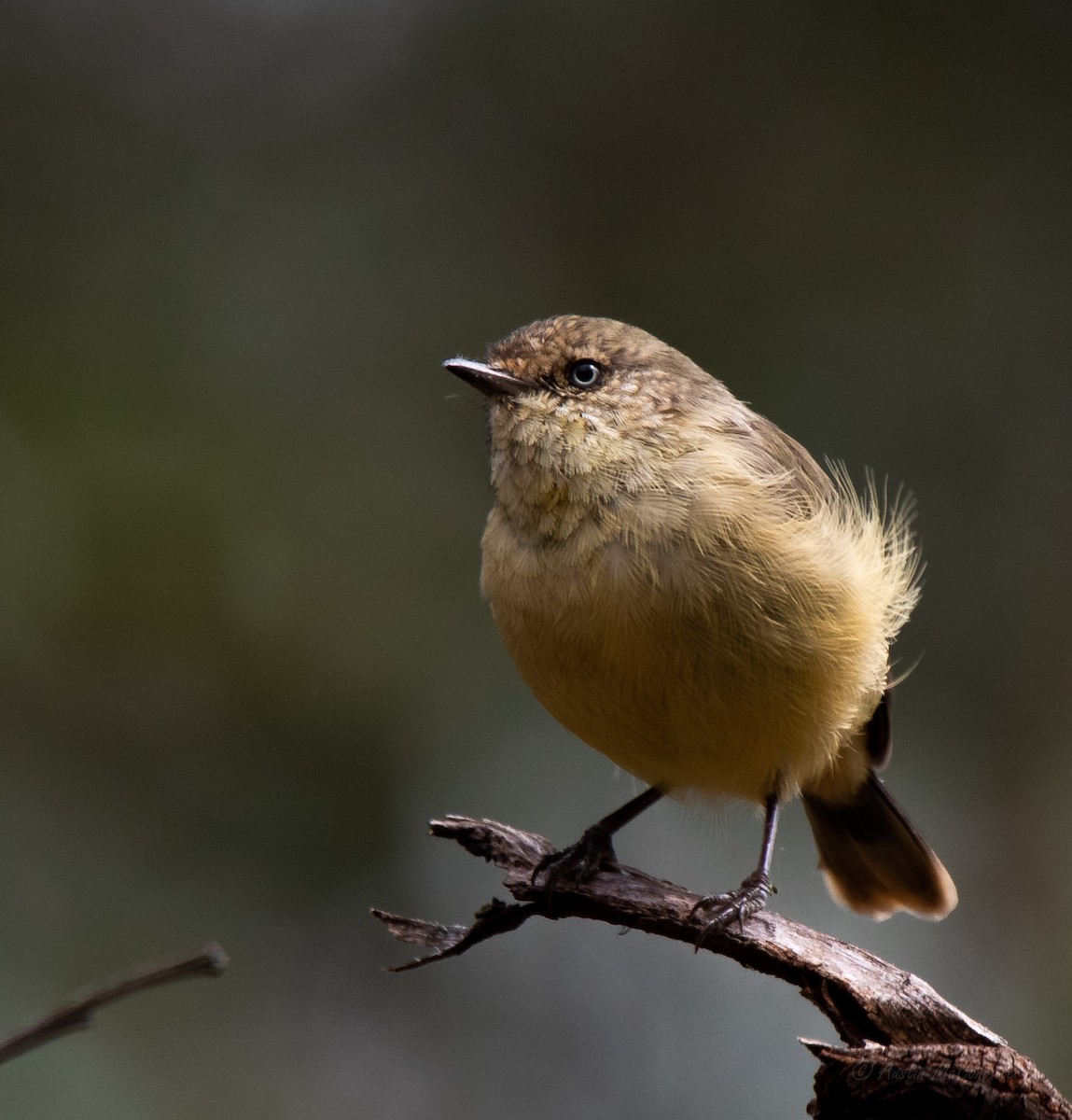 Buff-rumped Thornbill - Acanthiza reguloides - Media Search - Macaulay ...