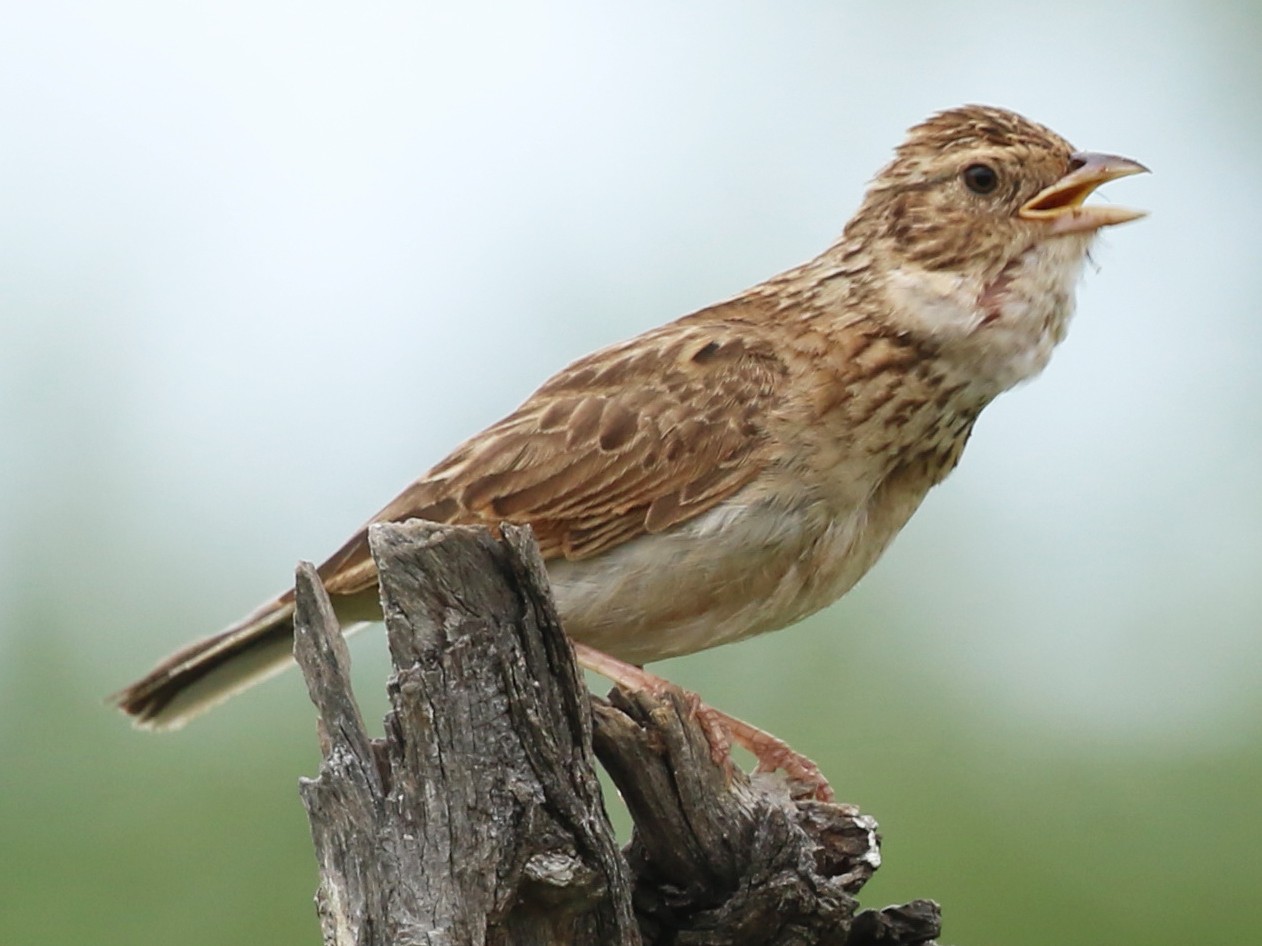 Monotonous Lark - eBird