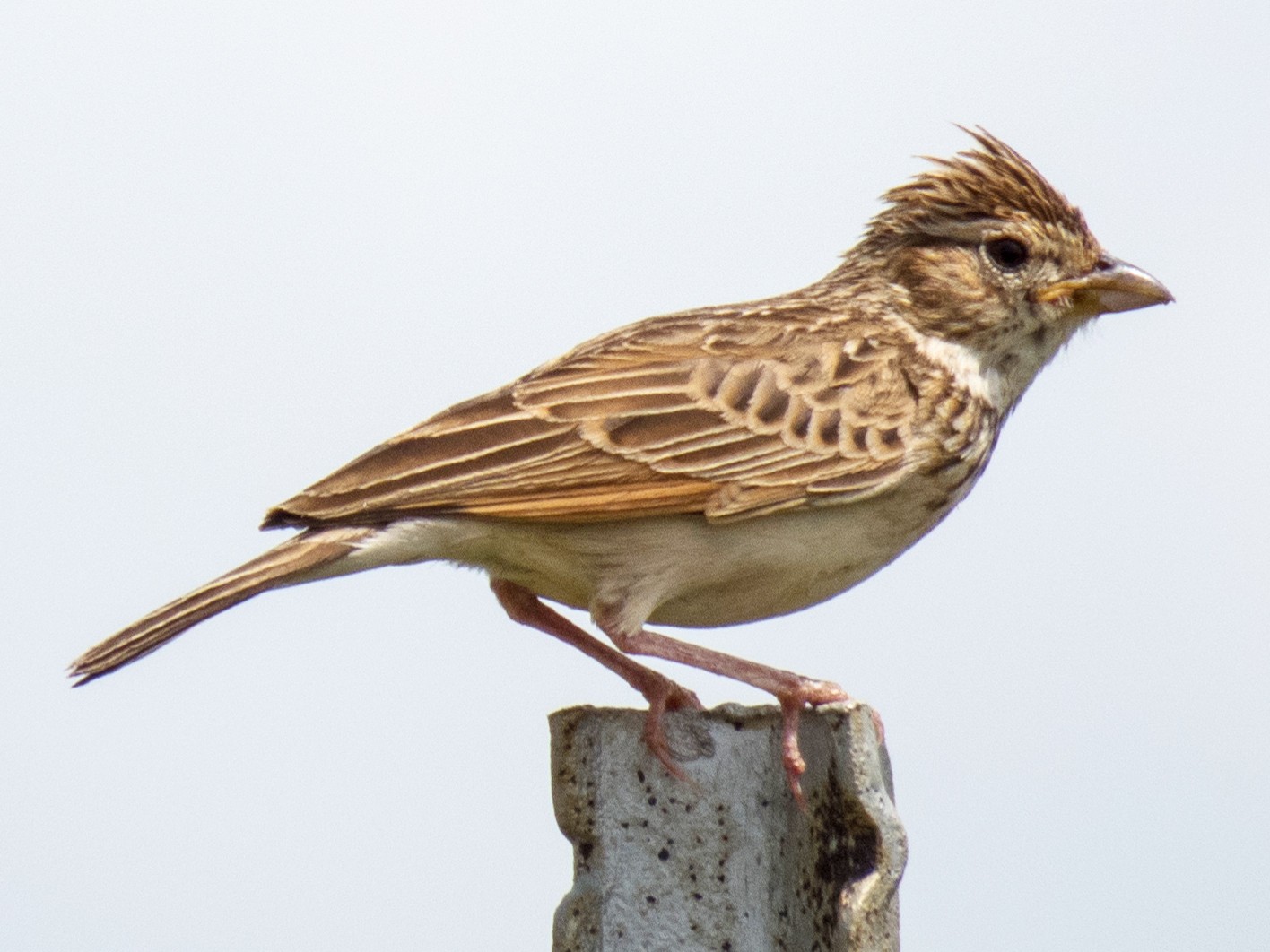 Monotonous Lark - eBird