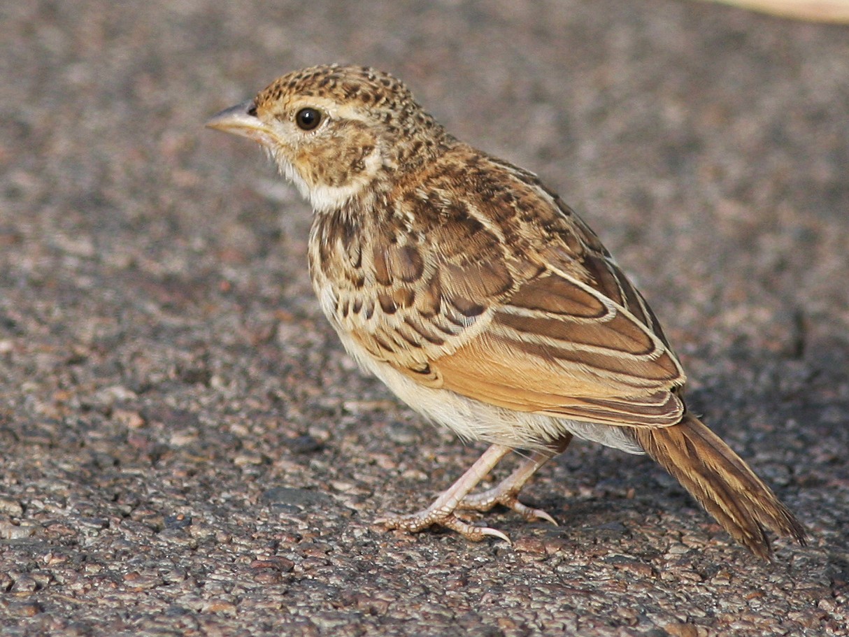 Monotonous Lark - eBird
