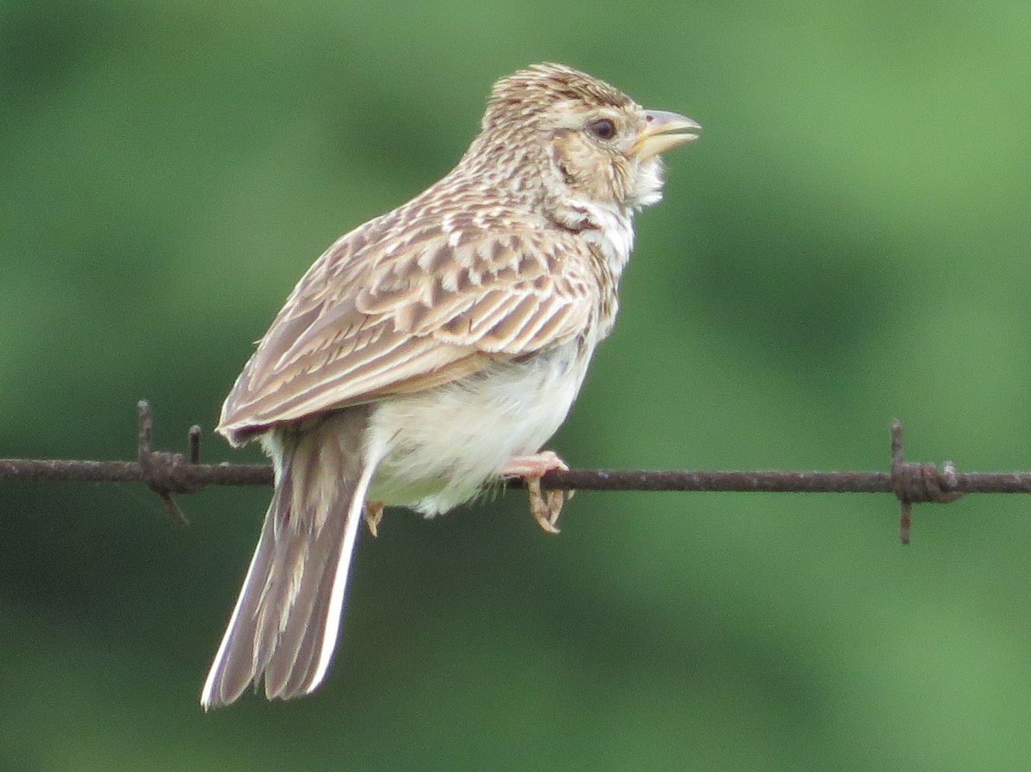 Monotonous Lark - eBird