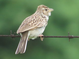 Monotonous Lark - eBird