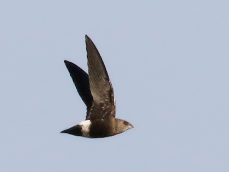Mottled Spinetail - eBird
