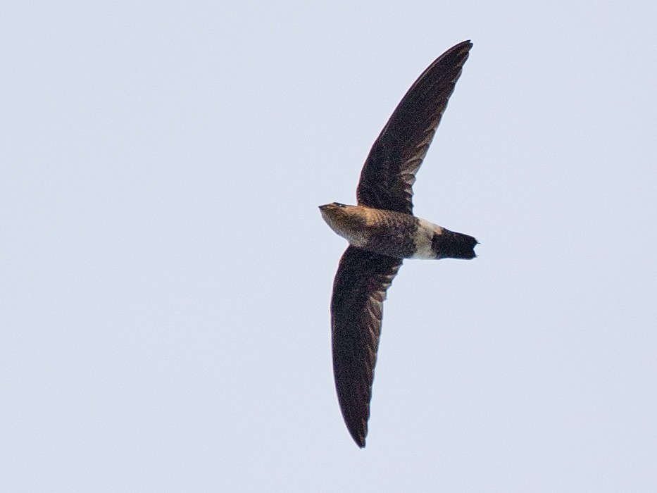 Mottled Spinetail - eBird