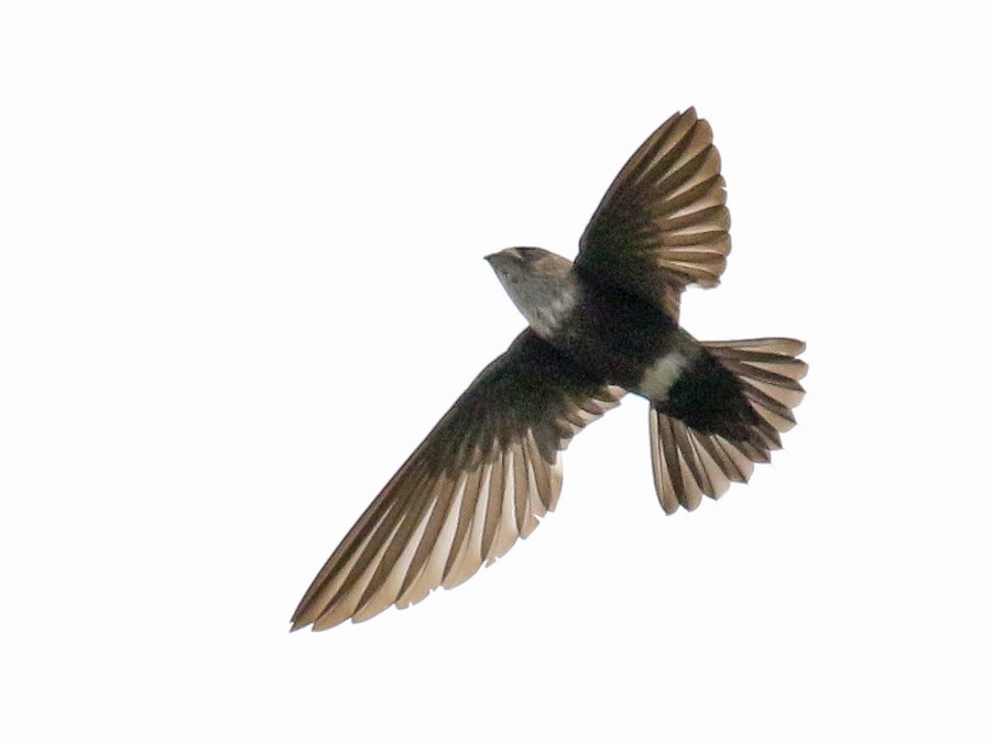 Mottled Spinetail - eBird