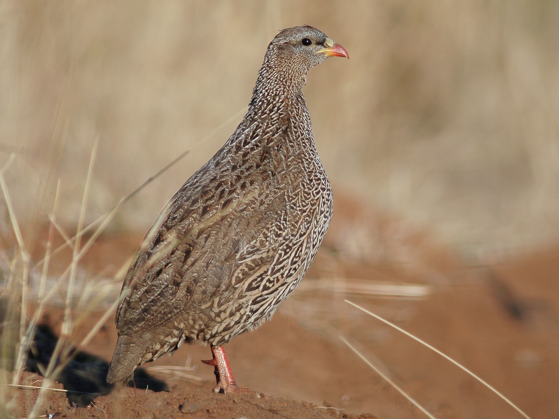 Francolín de Natal - eBird
