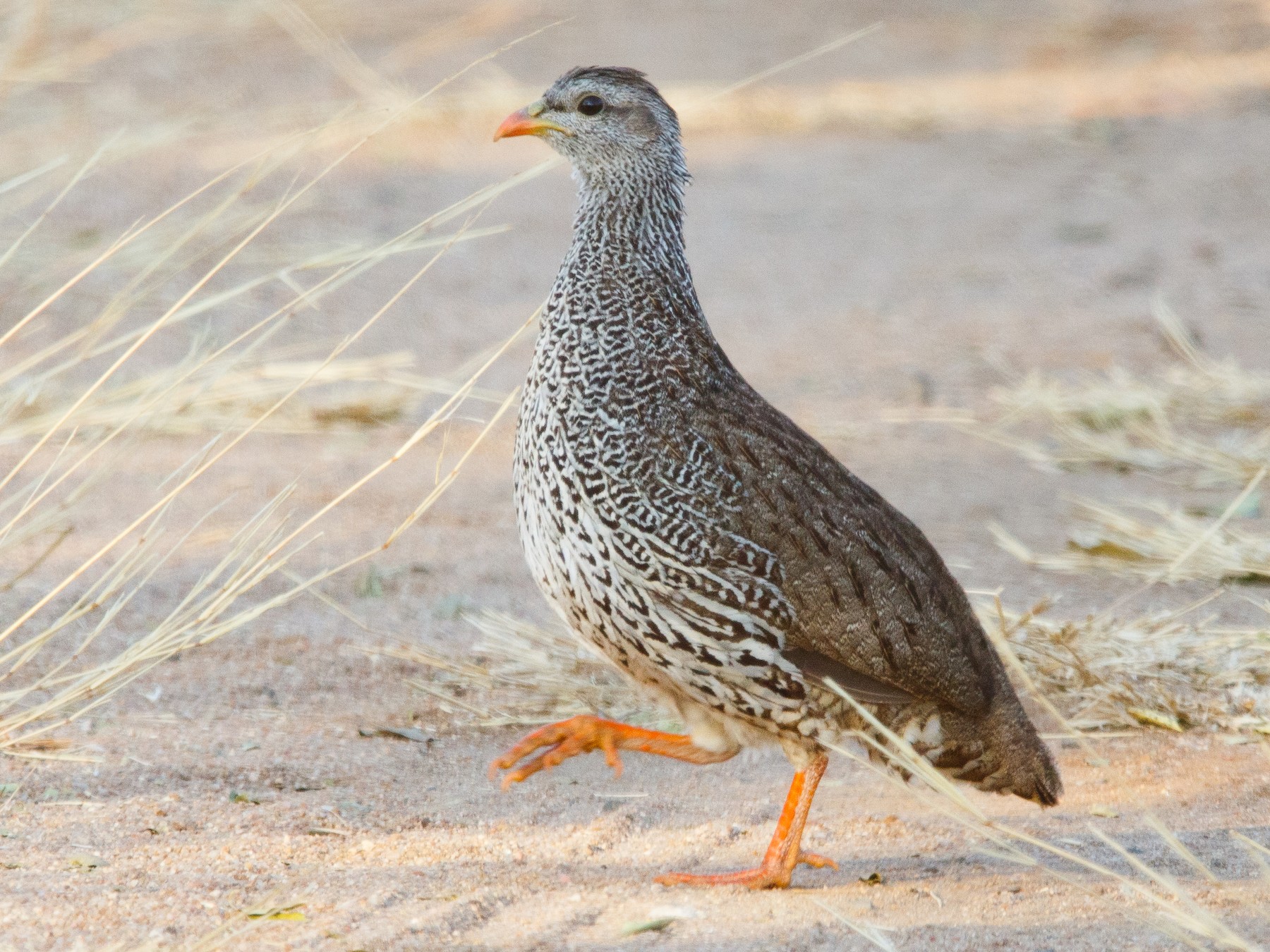 Natal Spurfowl - eBird