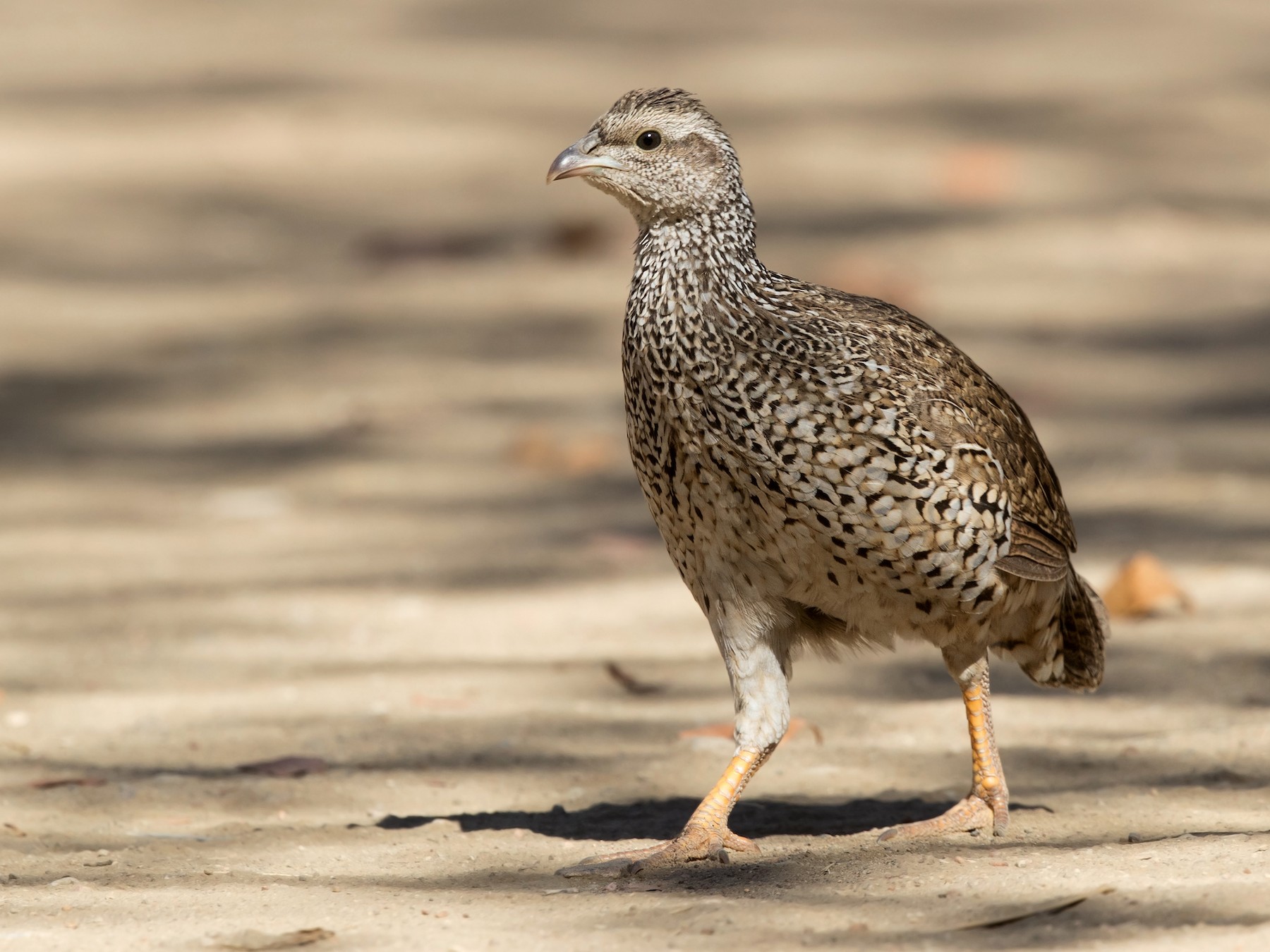 Natal Spurfowl - eBird