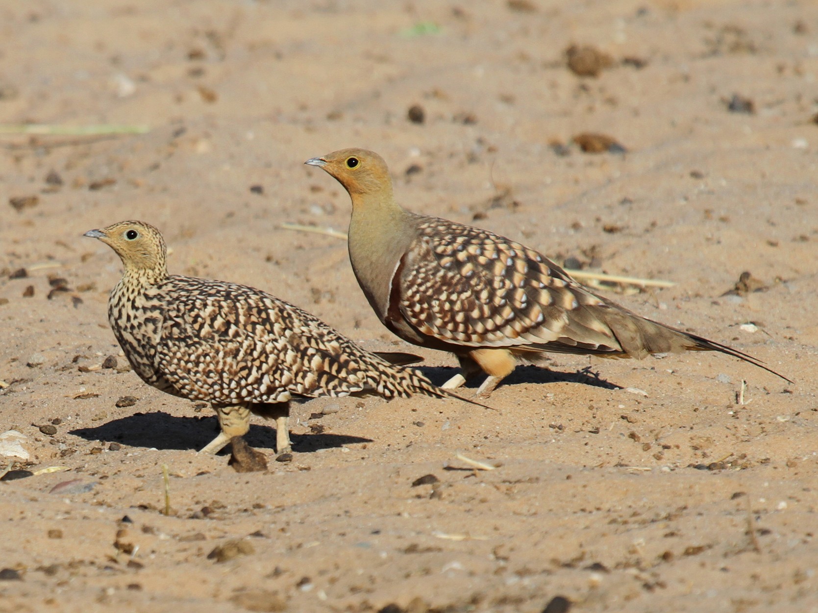 Namaqua Sandgrouse - eBird