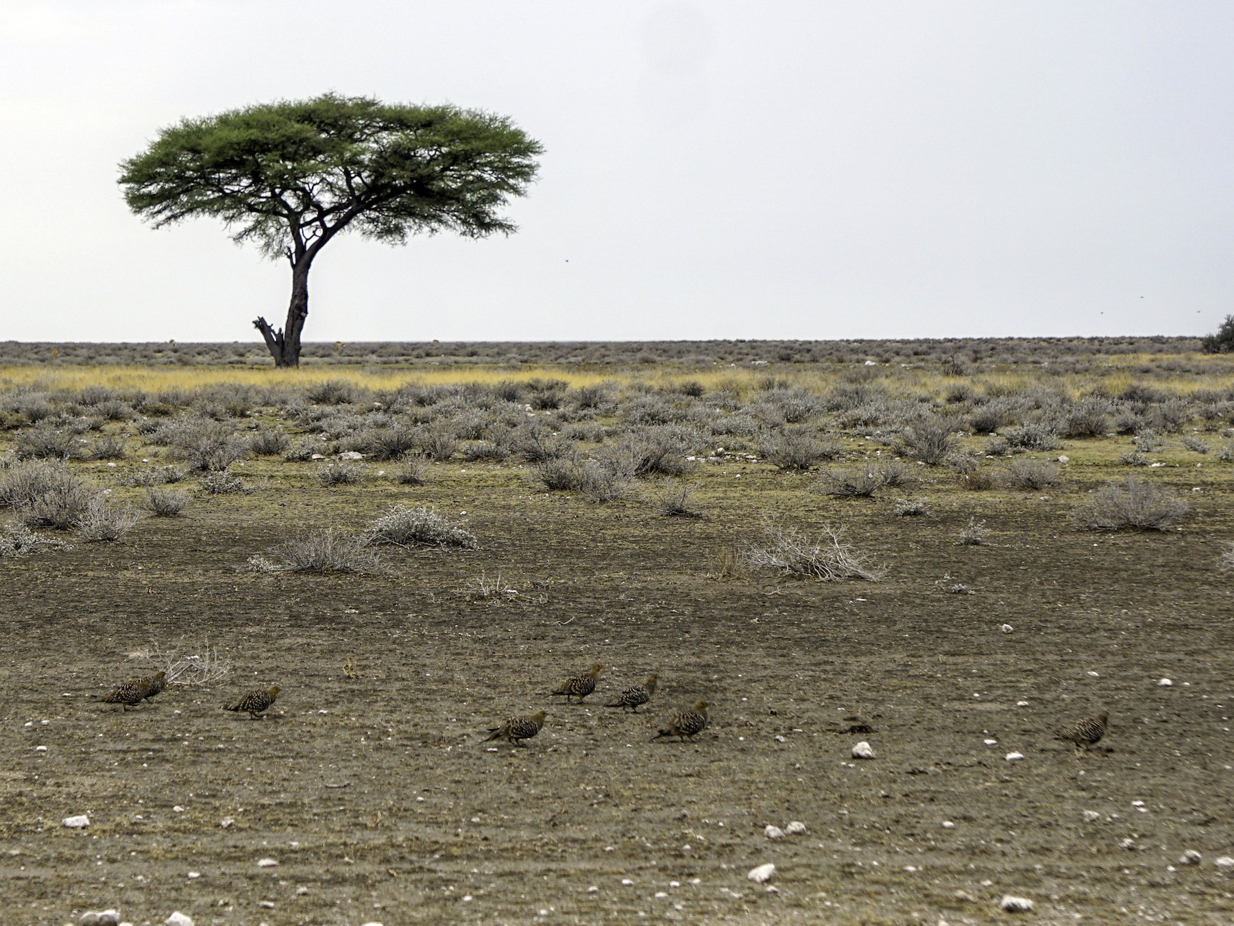 Namaqua Sandgrouse - eBird