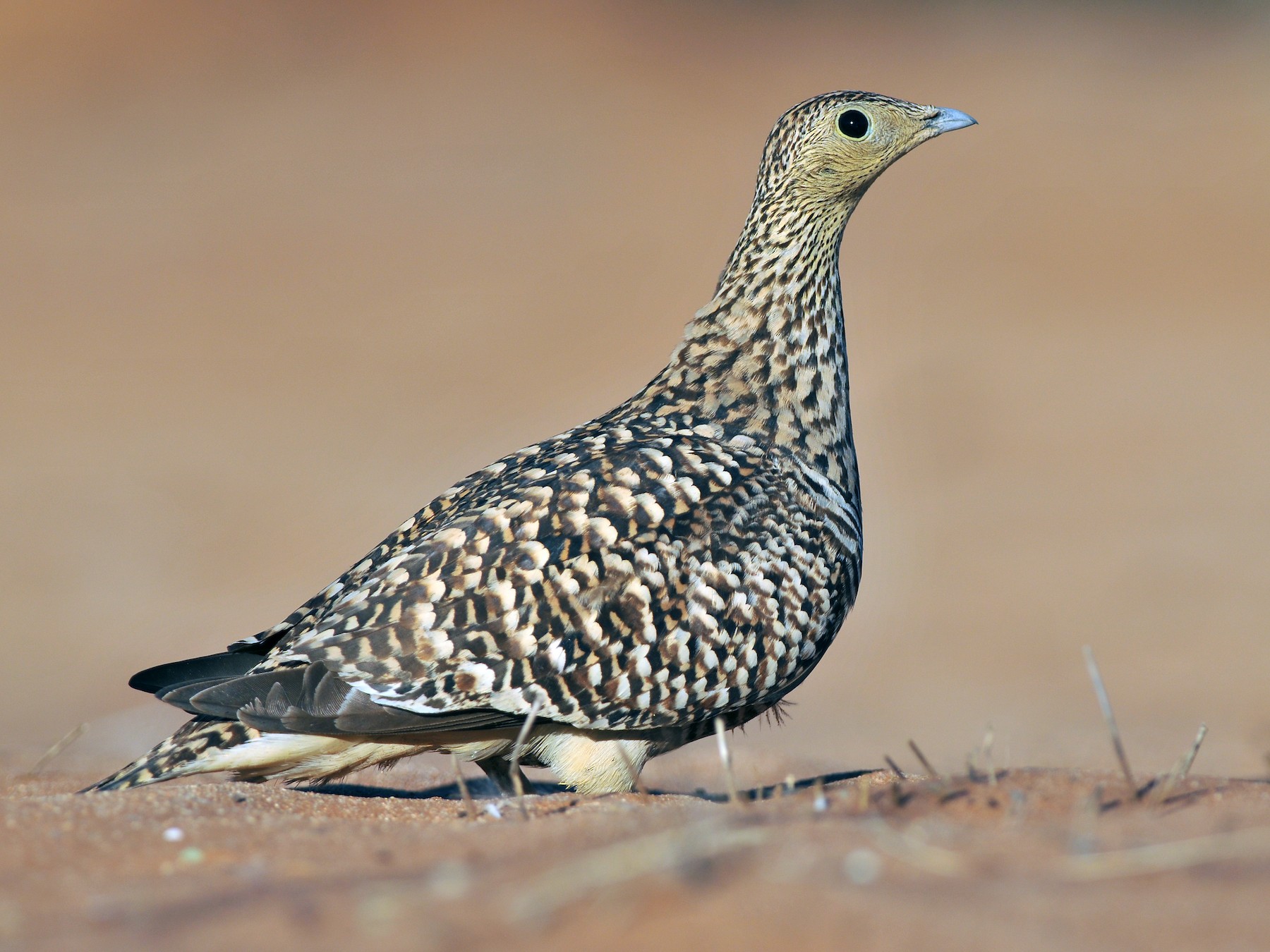 Namaqua Sandgrouse - eBird