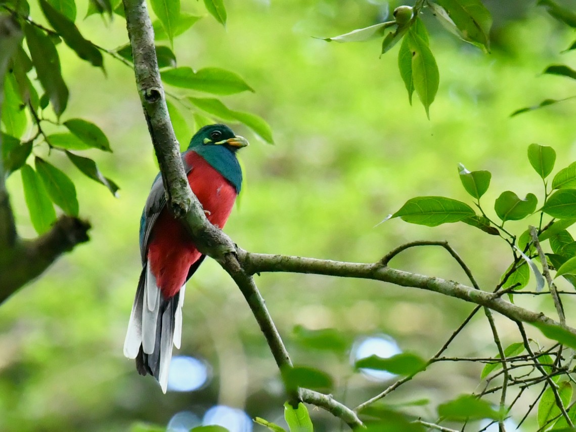 Narina Trogon - eBird