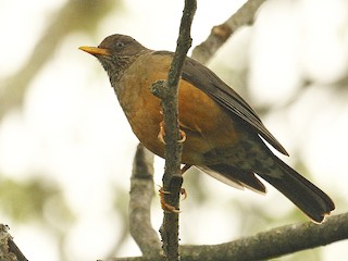 Olive Thrush - eBird