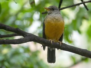 Olive Thrush - eBird